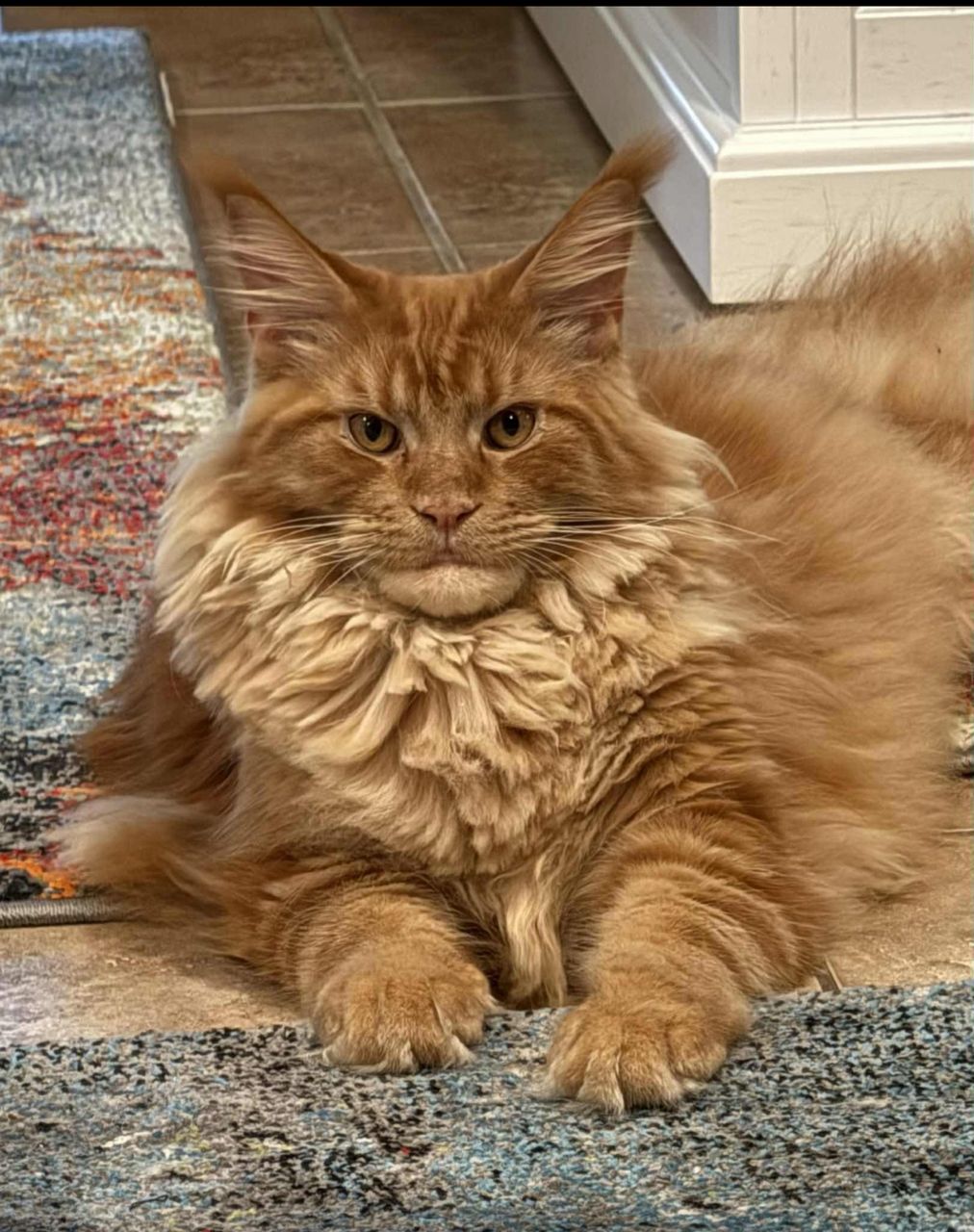 Davide Maincoon - Premium Maine Coon Kittens