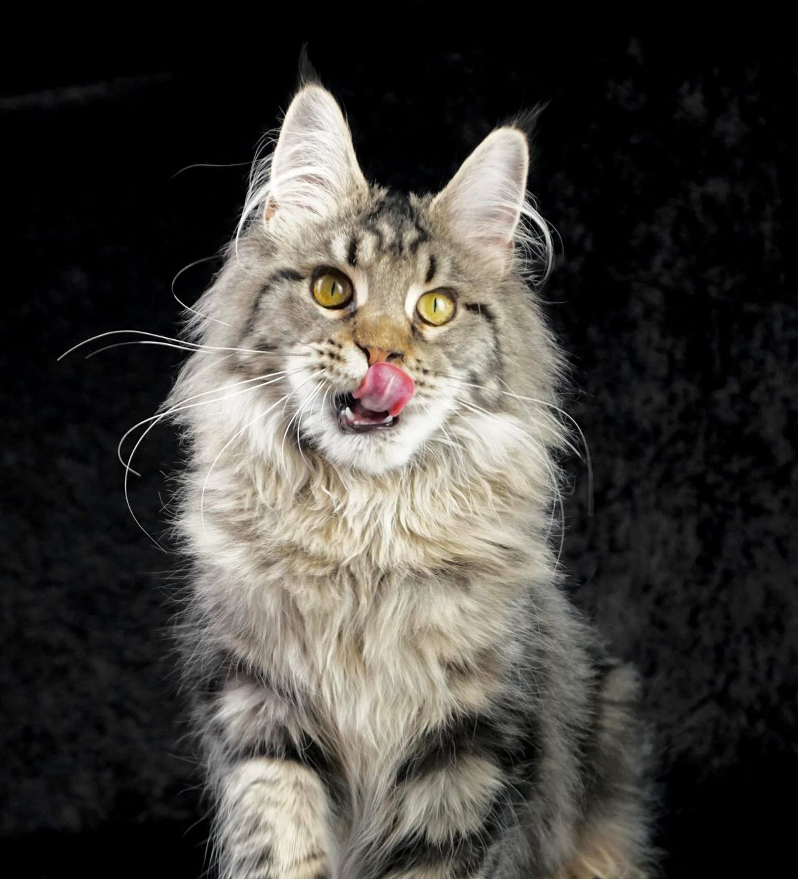 Davide Maincoon - Premium Maine Coon Kittens