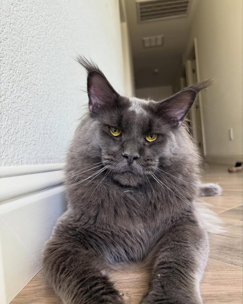 Davide Maincoon - Premium Maine Coon Kittens